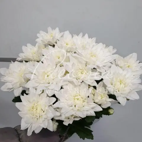 Купити Хризантема спрей Baltica White 70см оптом | Paeonia