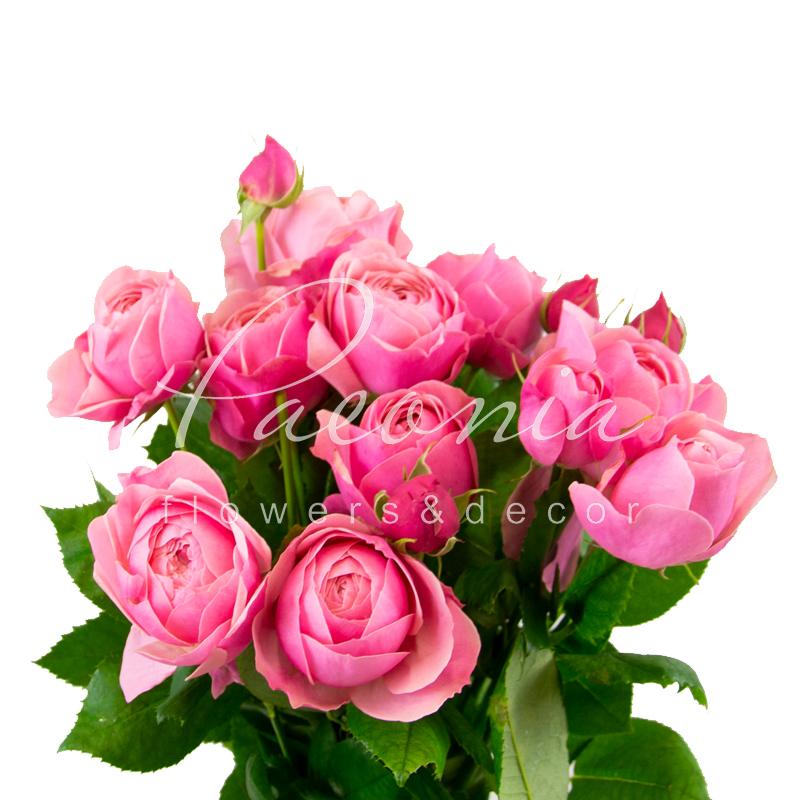 Купити Троянда спрей піоноподібна Silva Pink 70см оптом | Paeonia