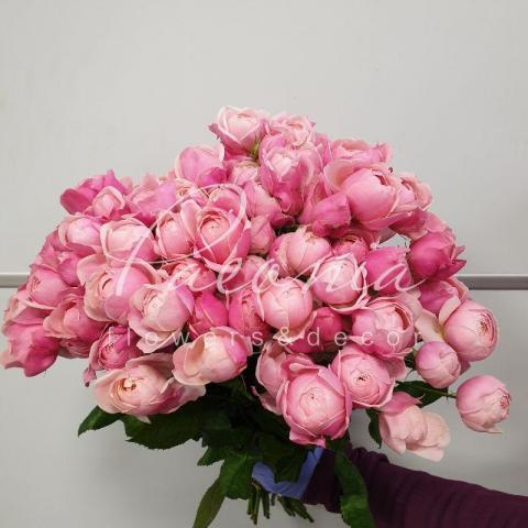 Купити Троянда спрей піоноподібна Silva Pink 70см оптом | Paeonia