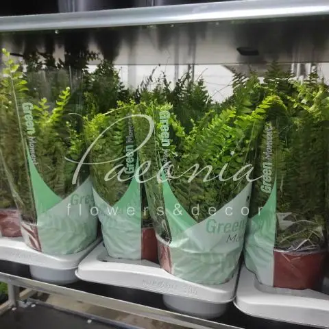 Купить Нефролепис 17*45 Green Moment оптом | Paeonia